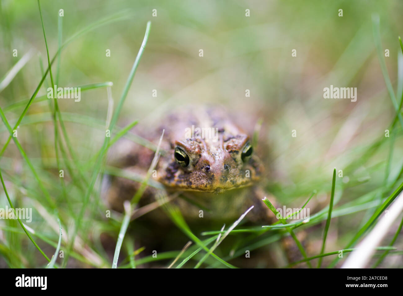 Eastern American Toad (Anaxyrus americanus americanus Stock Photo - Alamy