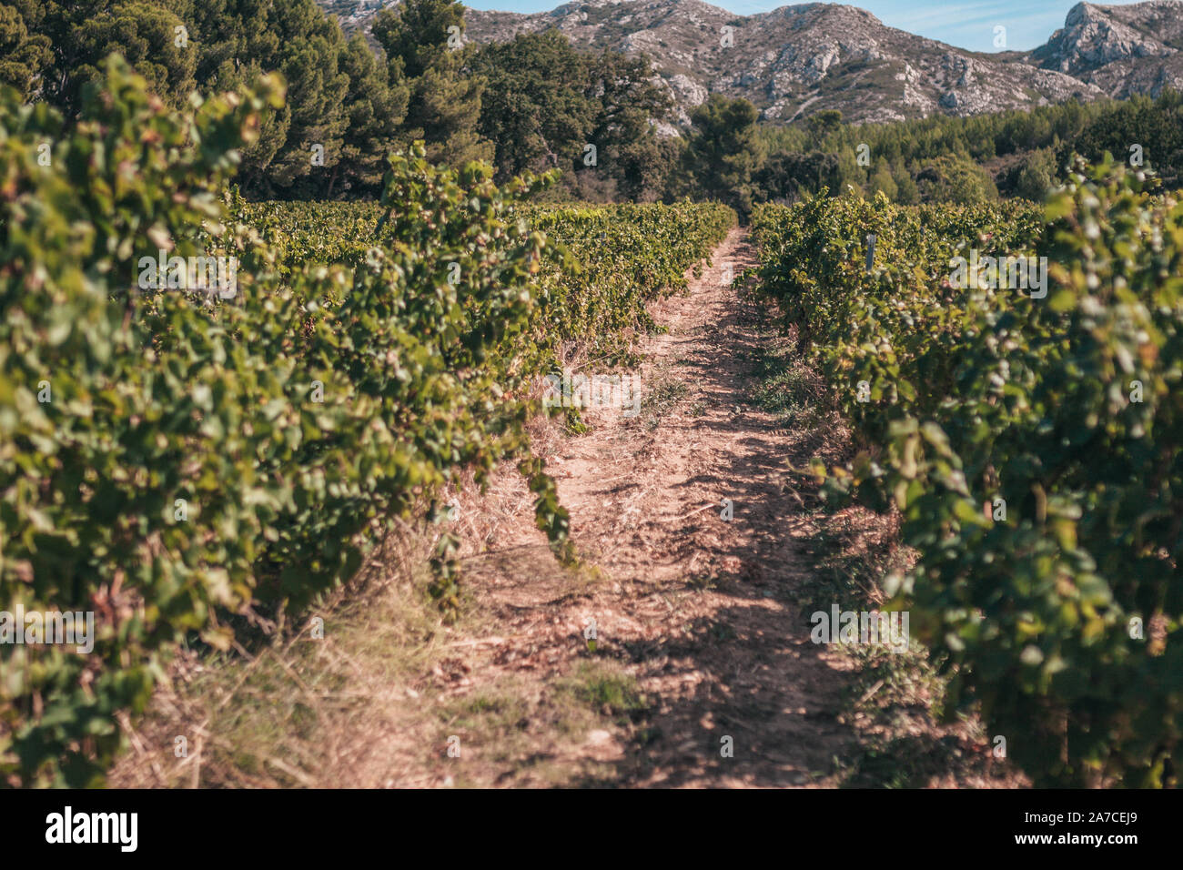 Rows of vine on a Mediterranean farm Stock Photo - Alamy