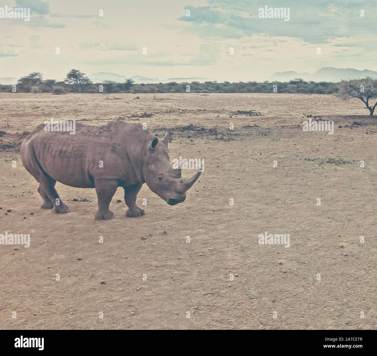 black rhino in natural habitat in Namibia Stock Photo - Alamy