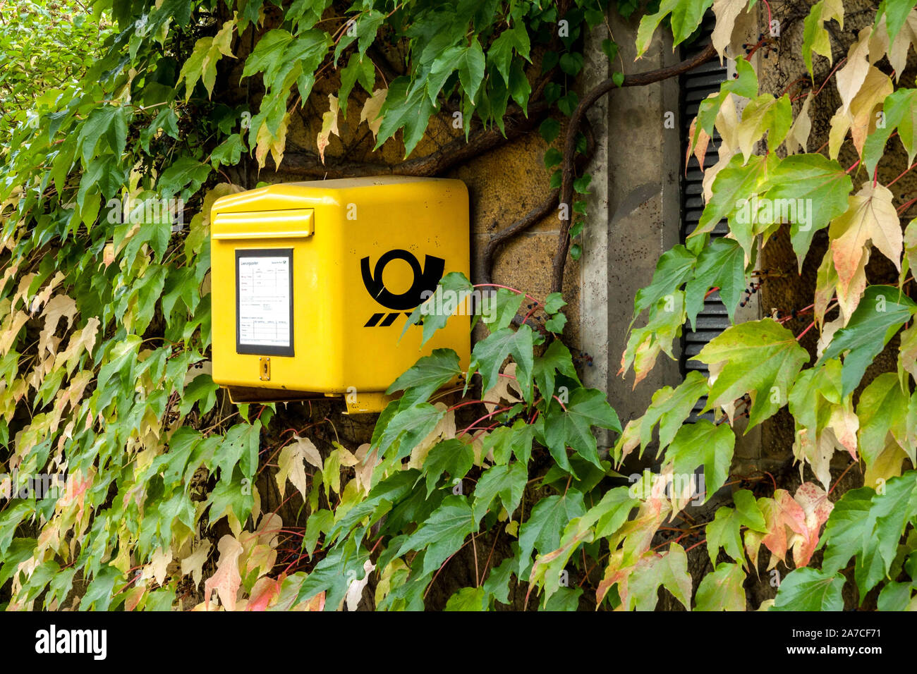 Climbing plant autumn colour hi-res stock photography and images - Alamy