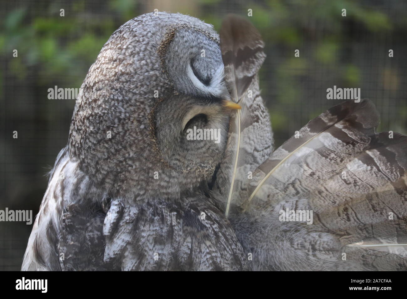 Female Great Grey Owl, Ursula cleaning her feathers (Strix nebulosa ...