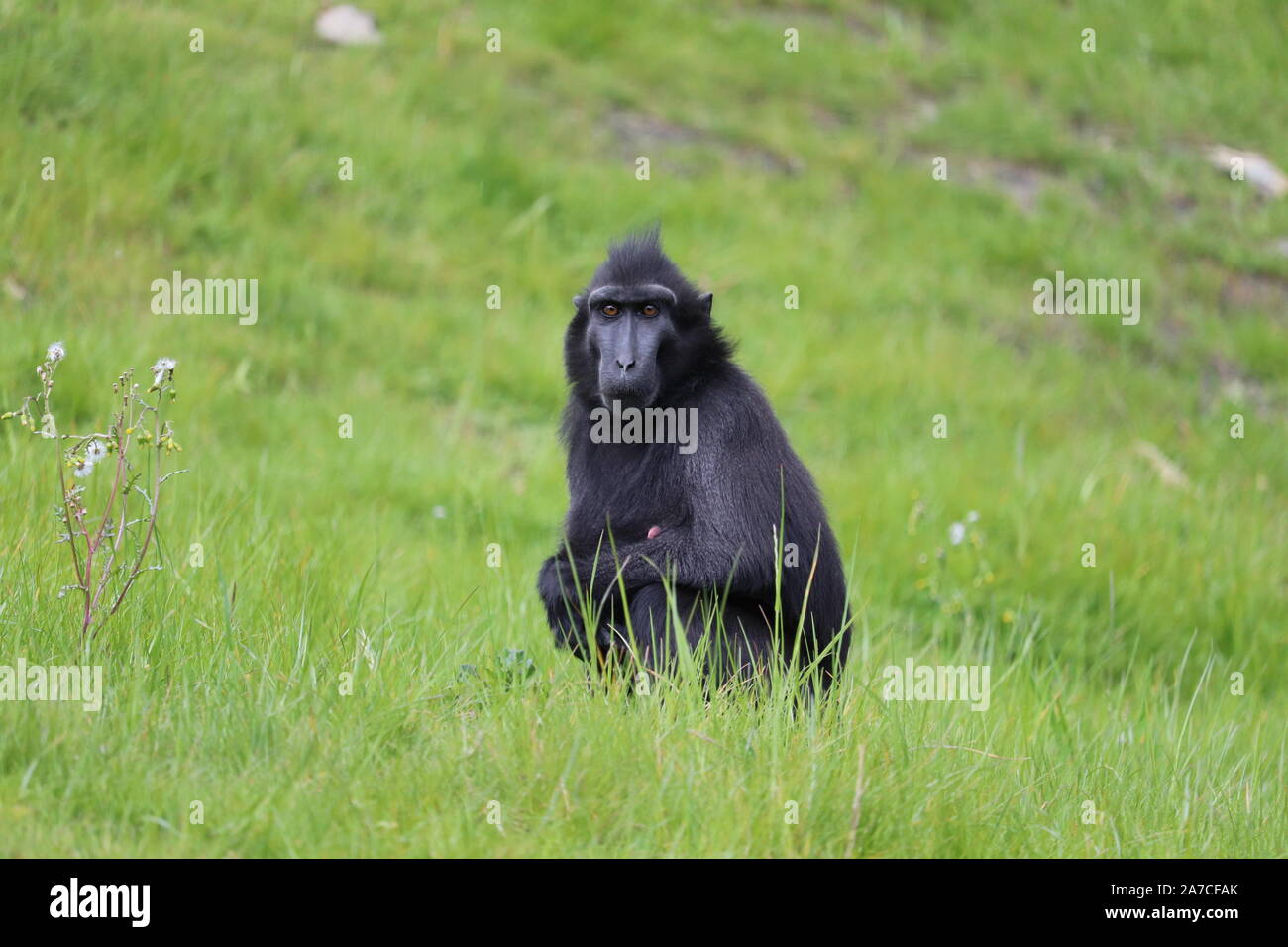 Black macaque crested endangered hi-res stock photography and images ...