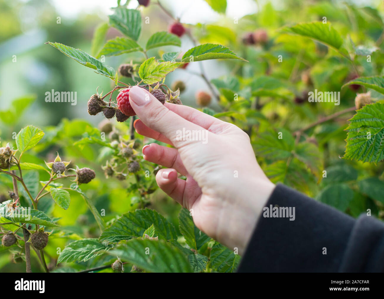 Woman's hand picking red raspberry in garden Stock Photo - Alamy