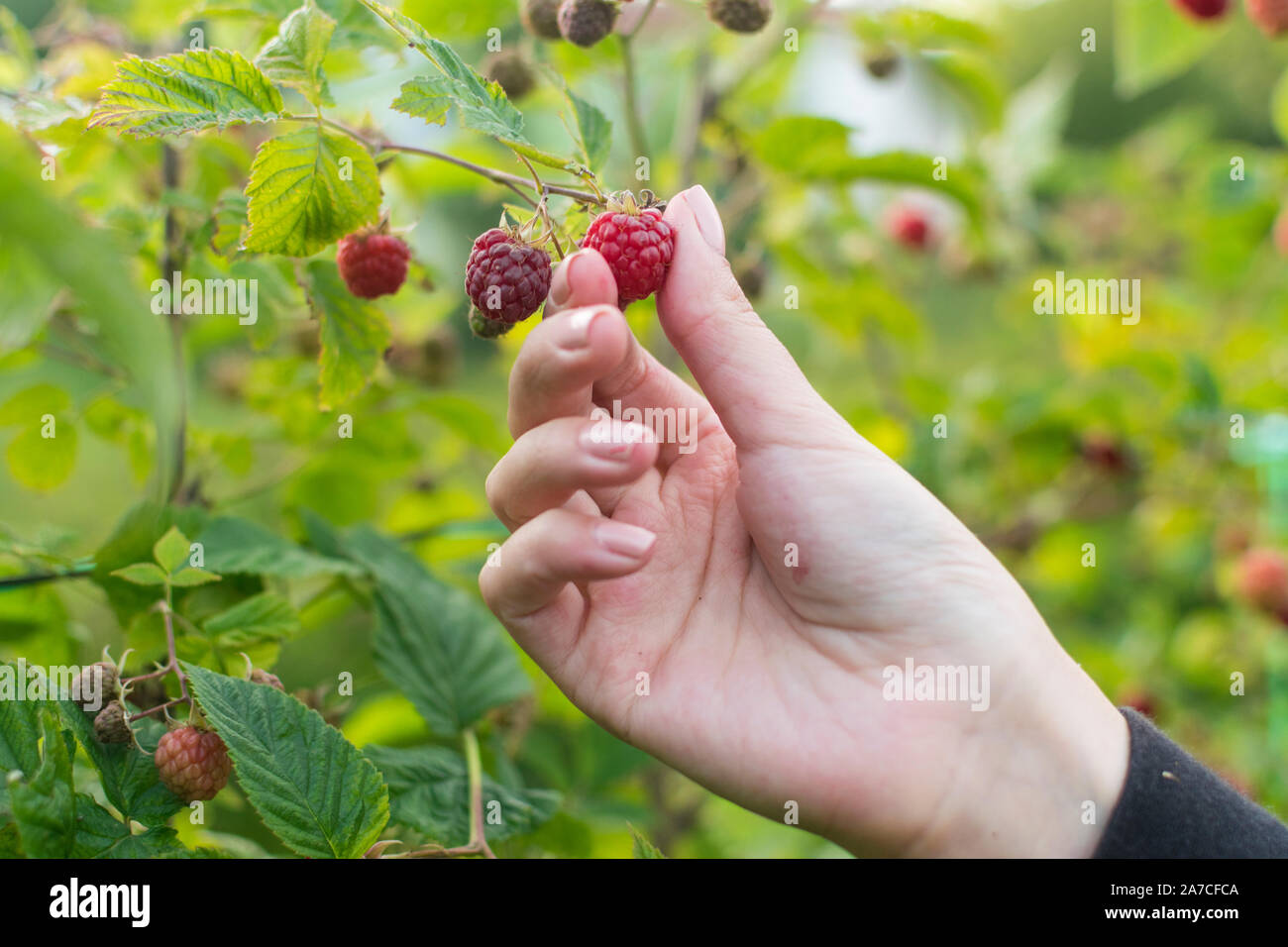 Hand picking raspberries in fruit farm hi-res stock photography and ...