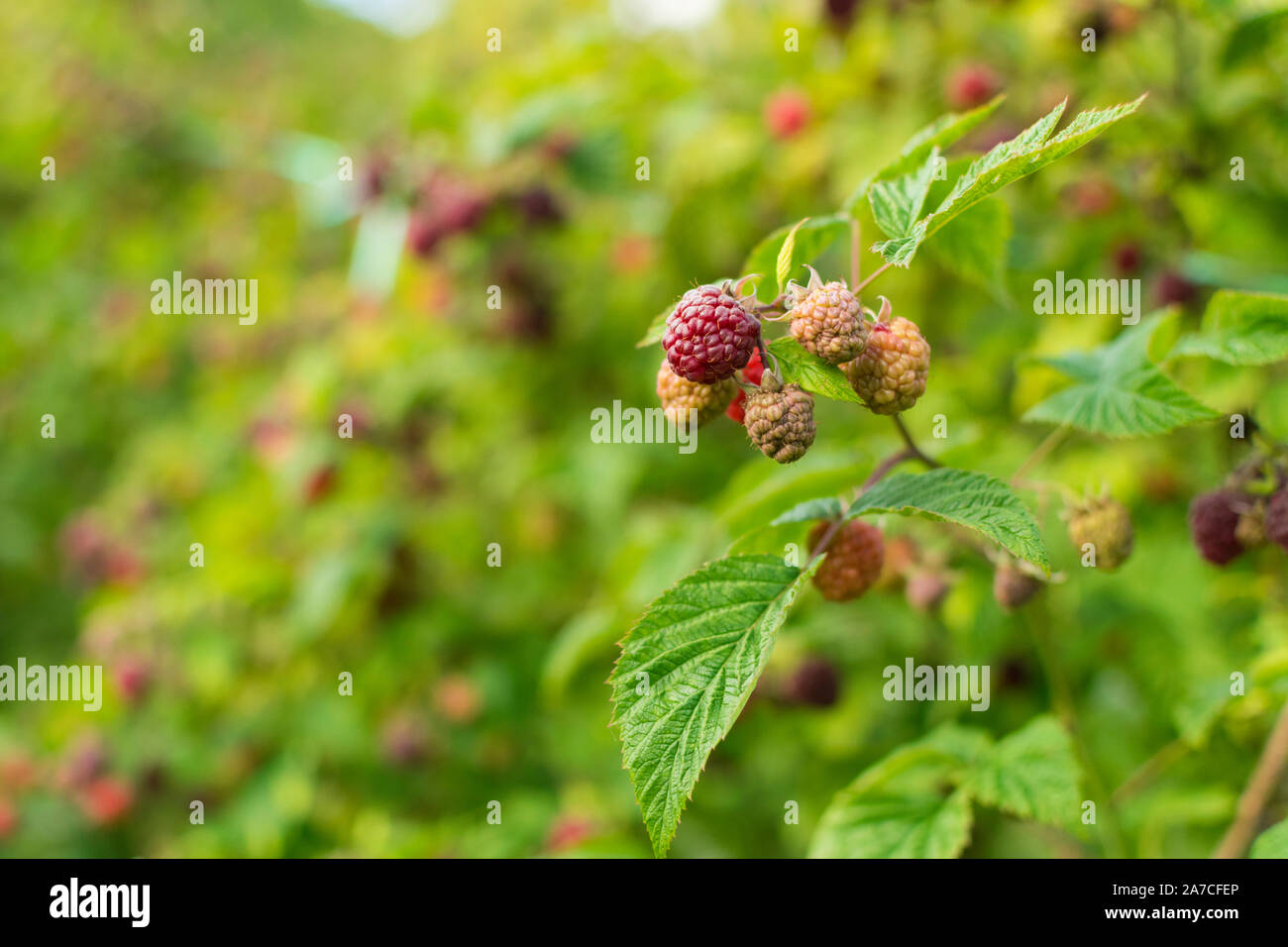 Berries farm garden raspberry hi-res stock photography and images - Alamy