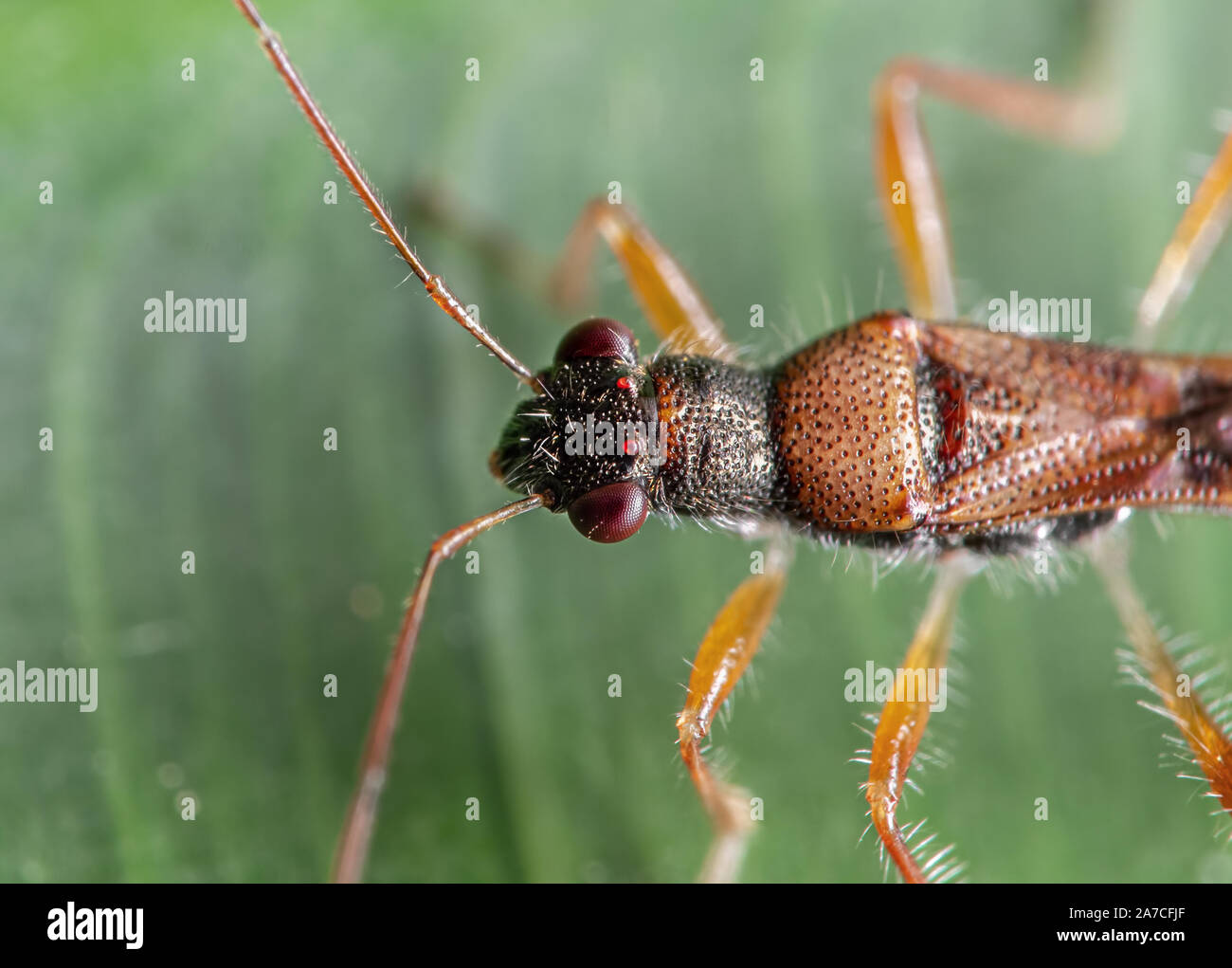 Macro Photography of Assassin Bug on Green Leaf Stock Photo - Alamy