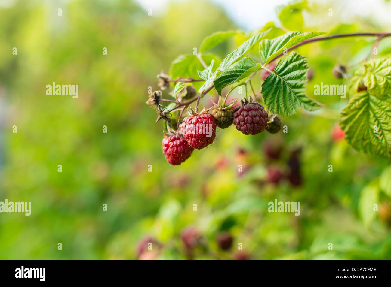 Raspberry in garden on hi-res stock photography and images - Alamy