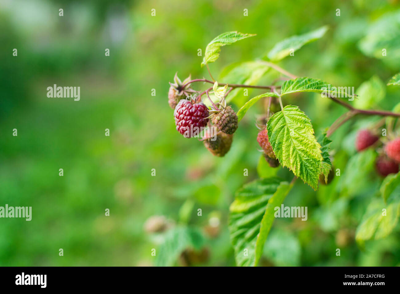 Raspberry in garden on hi-res stock photography and images - Alamy