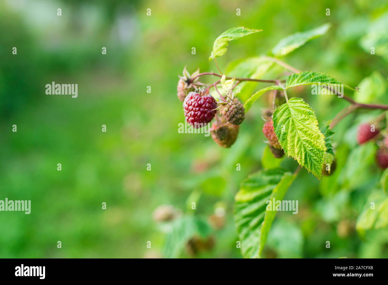 Branch of ripe raspberry in garden on green background Stock Photo - Alamy