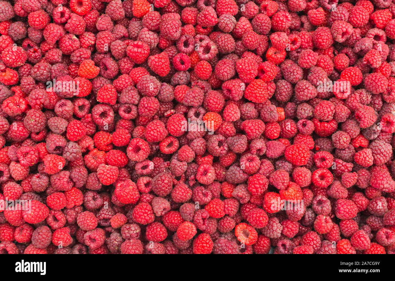 Lots red ripe raspberries hi-res stock photography and images - Alamy