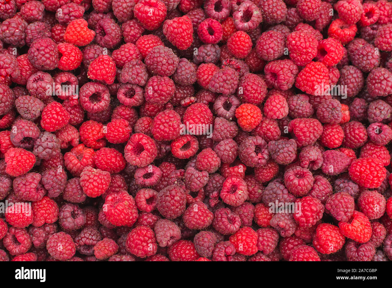 Full frame photo of freshly picked delicious raspberries Stock Photo ...
