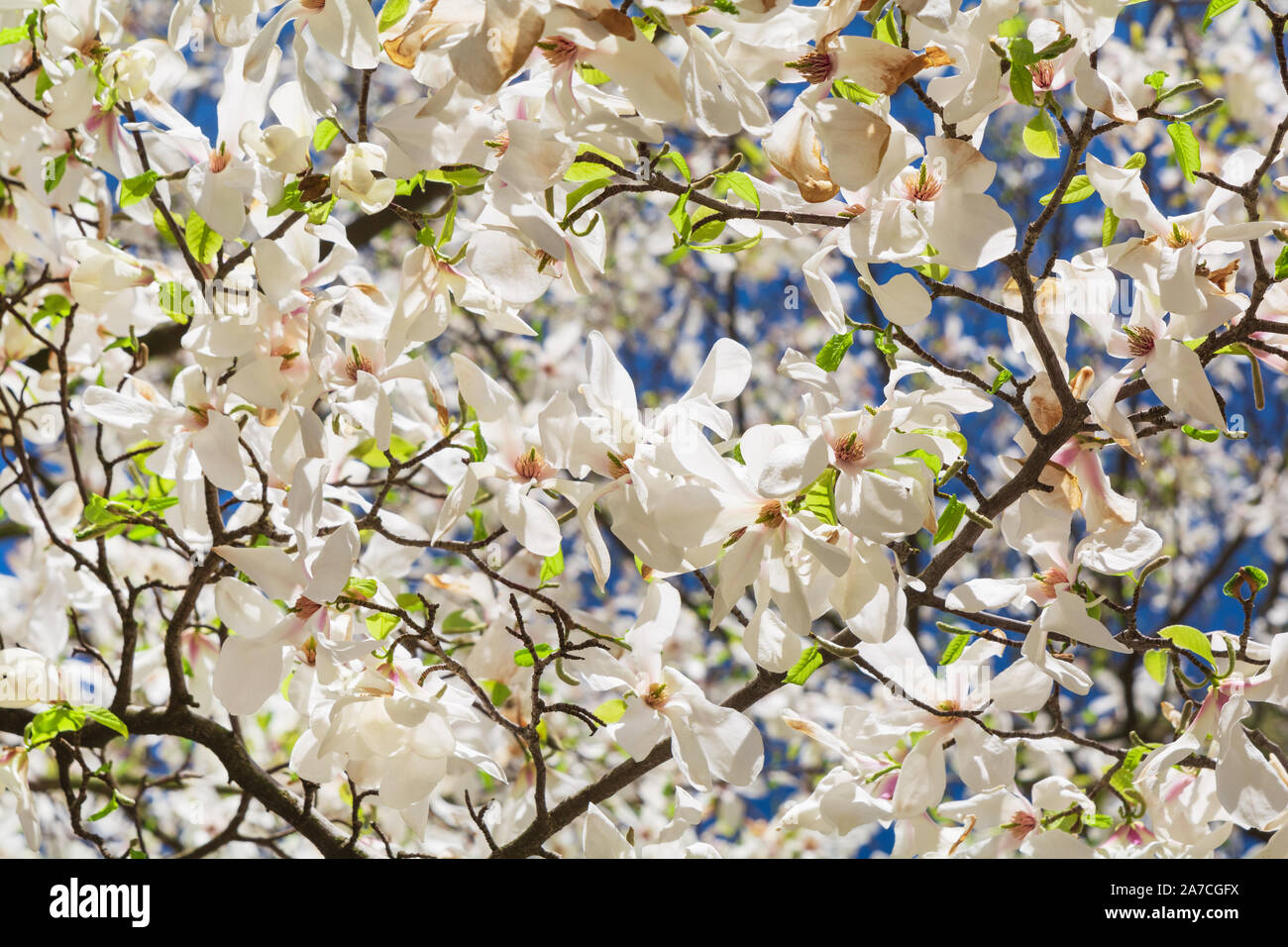 White magnolia flower on tree. Spring background. Soft focus Stock ...