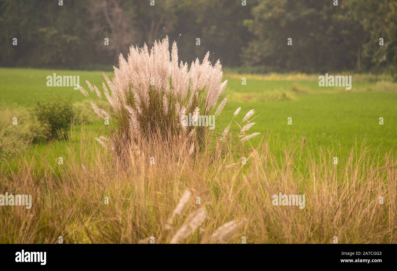 Kash flower hi-res stock photography and images - Alamy