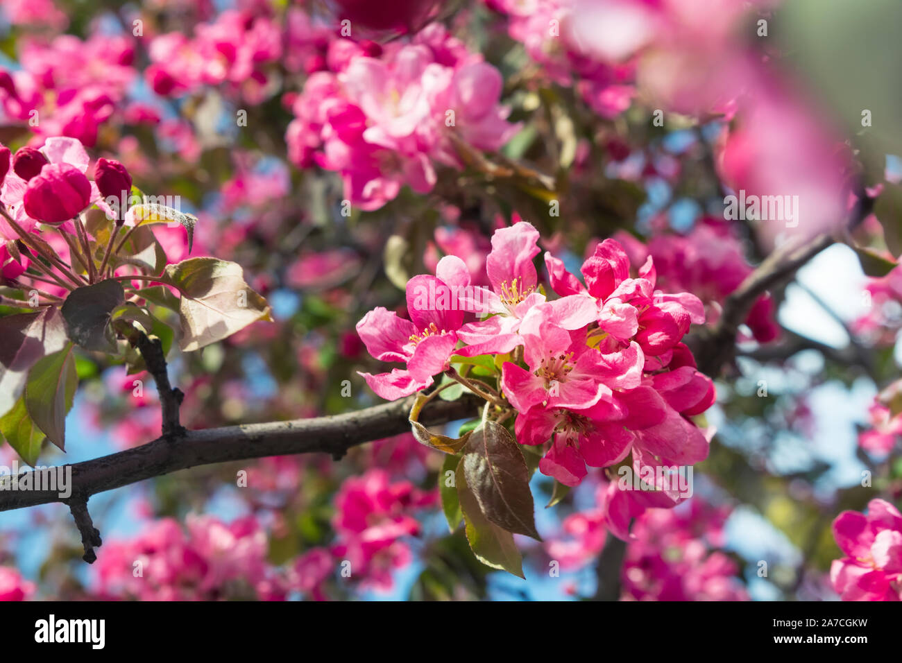 pink, apple, flower, growth, garden, plant, background, blooming, bud ...