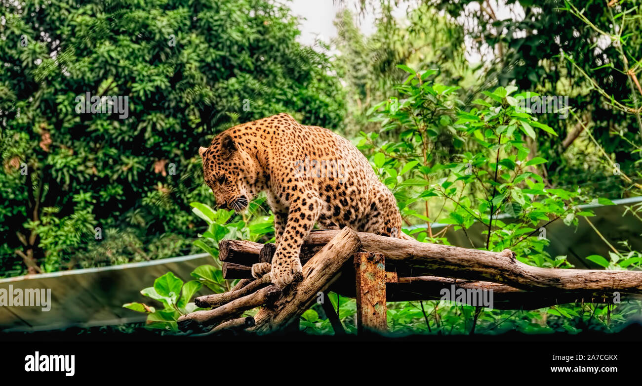 Indian leopard hi-res stock photography and images - Alamy