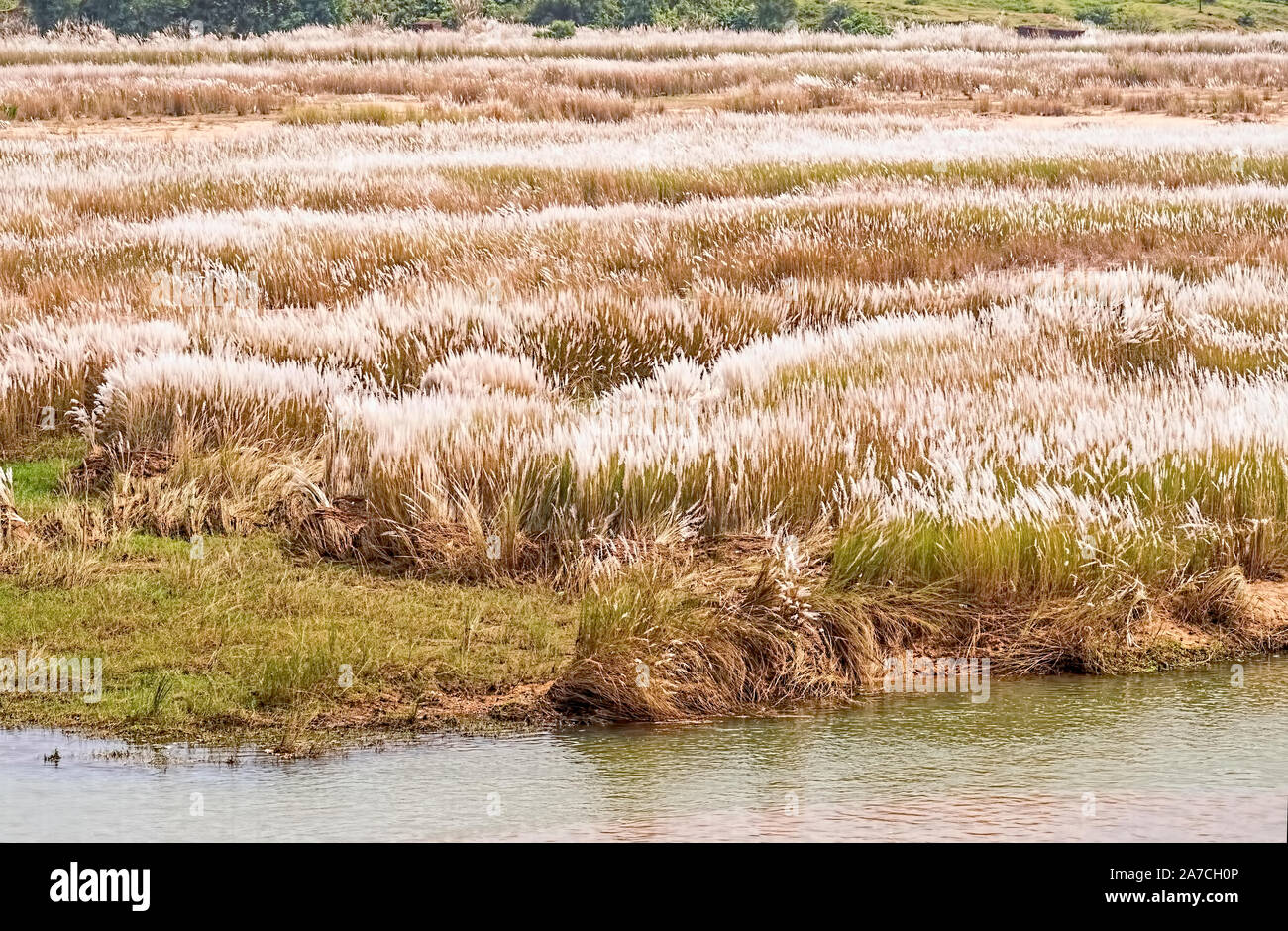 Jangal mahal hi-res stock photography and images - Alamy