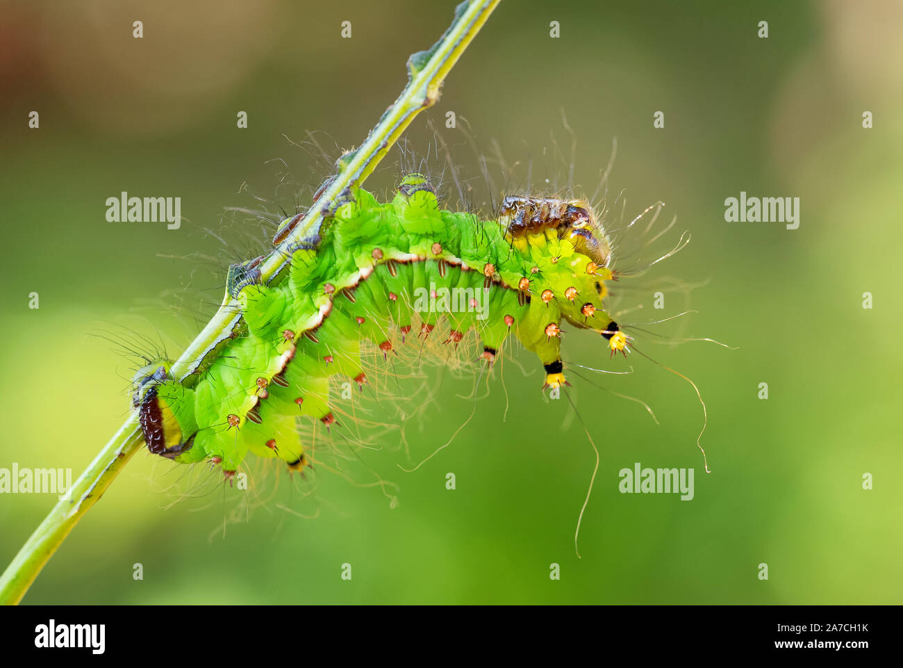 Asian moths hi-res stock photography and images - Alamy