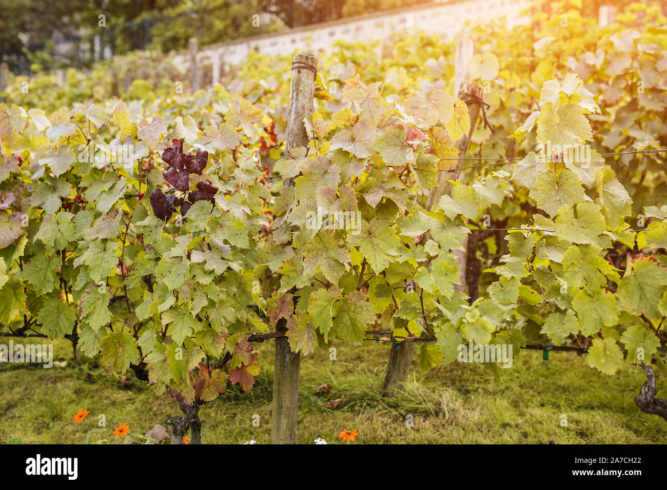 Ancient vineyards in Paris on Montmartre - winemaking traditions Stock ...