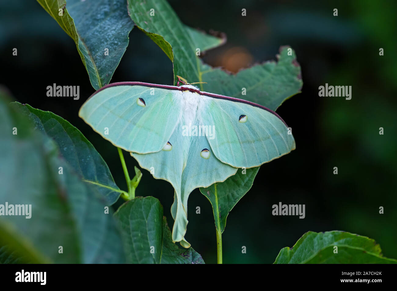 Asian moths hi-res stock photography and images - Alamy