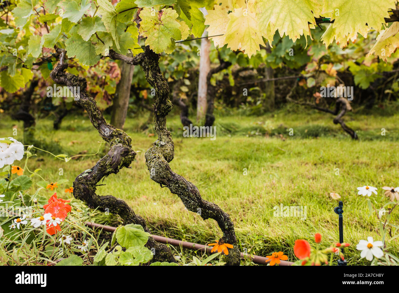 Twisted Vine High Resolution Stock Photography and Images - Alamy
