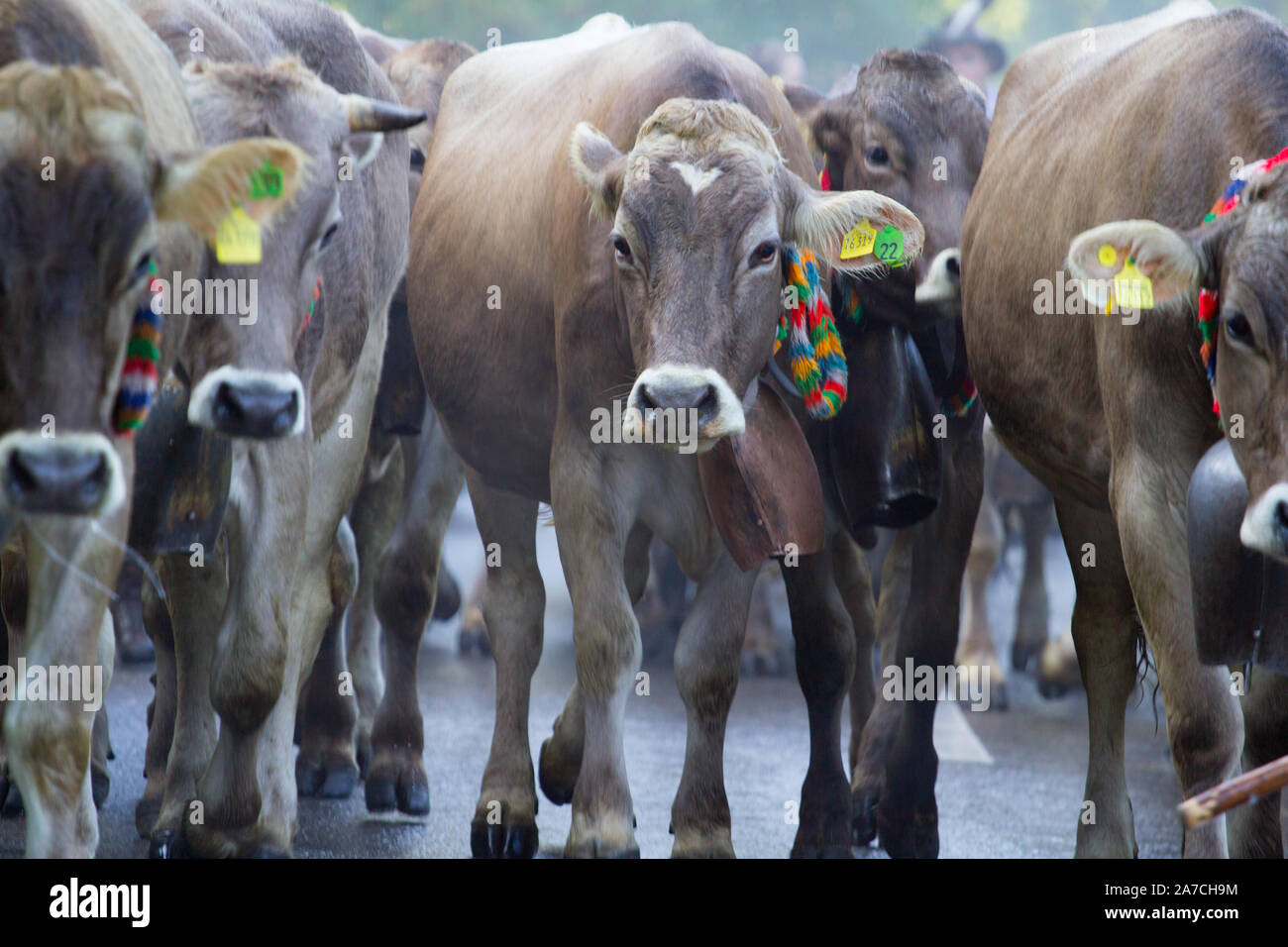 Kuhherde | Cow herd, Almabtrieb, Kuh, Cow Stock Photo - Alamy