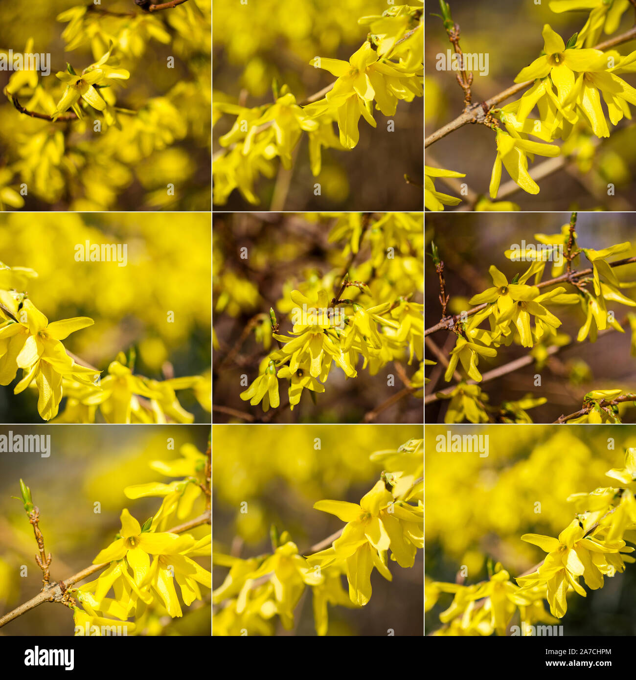 Collection of images with yellow forsythia flowers. Yellow blossoms of ...