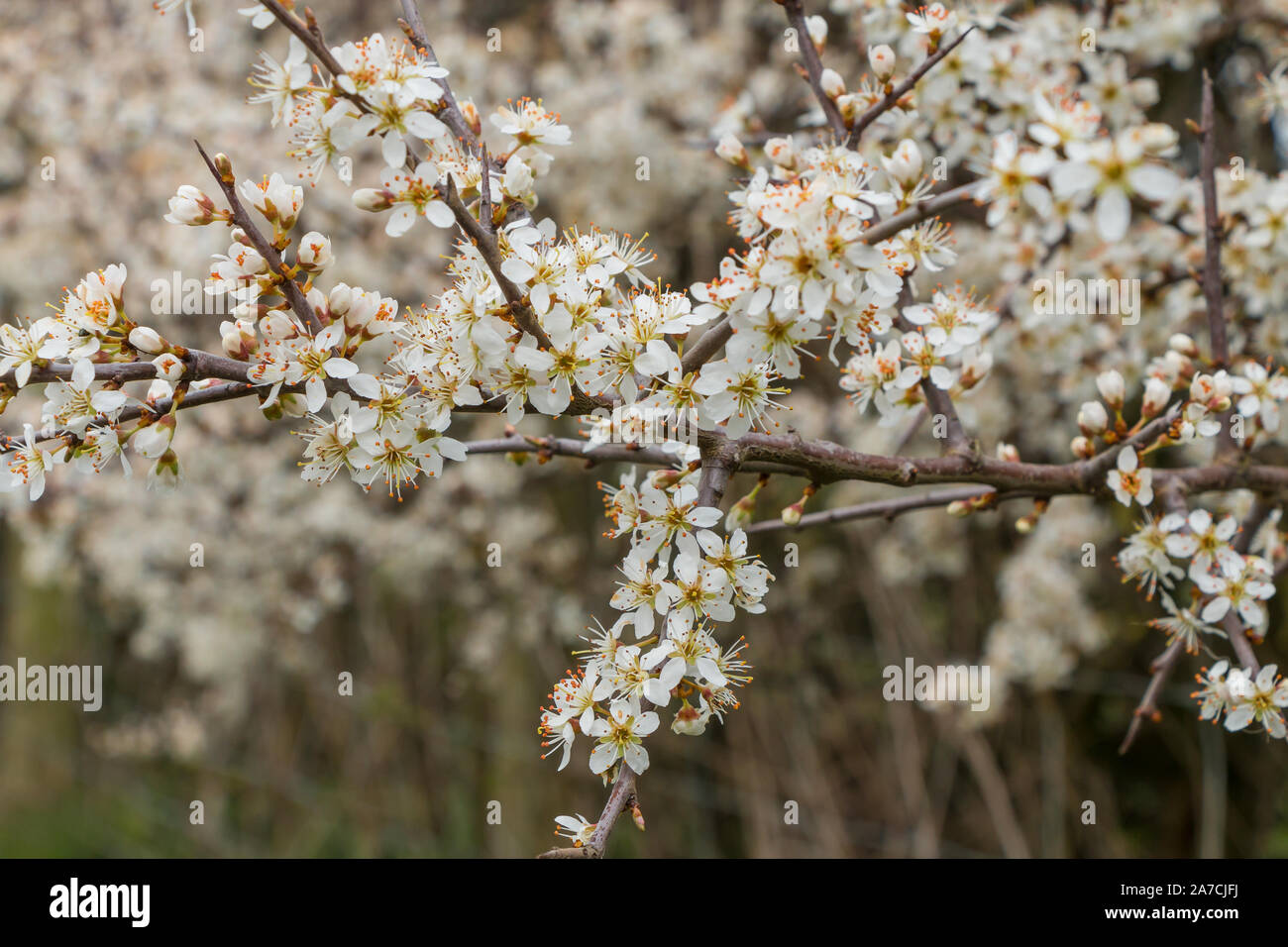 Sloe bush in flower hi-res stock photography and images - Alamy