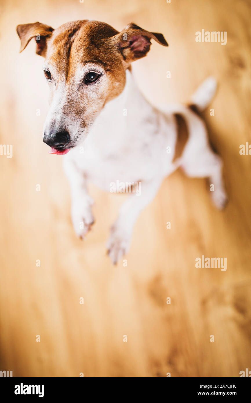 Jack Russell Terrier stands on its hind legs - a fun dog game - asks ...