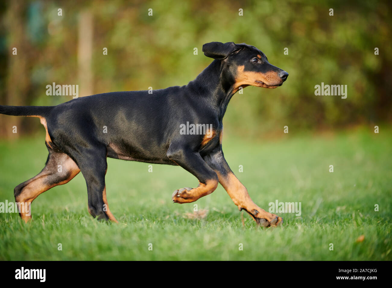 Doberman puppy hi-res stock photography and images - Alamy