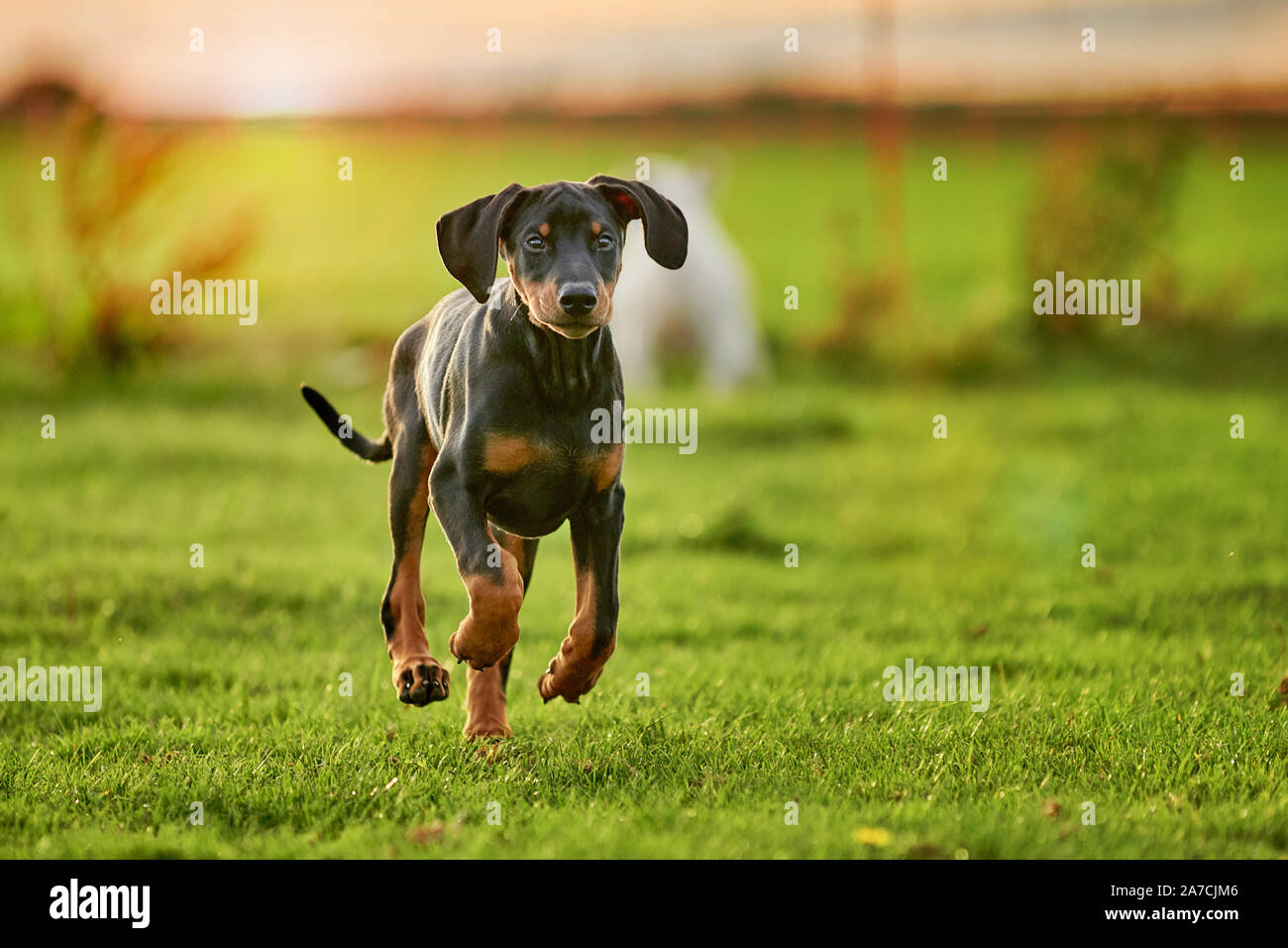 Doberman High Resolution Stock Photography and Images - Alamy