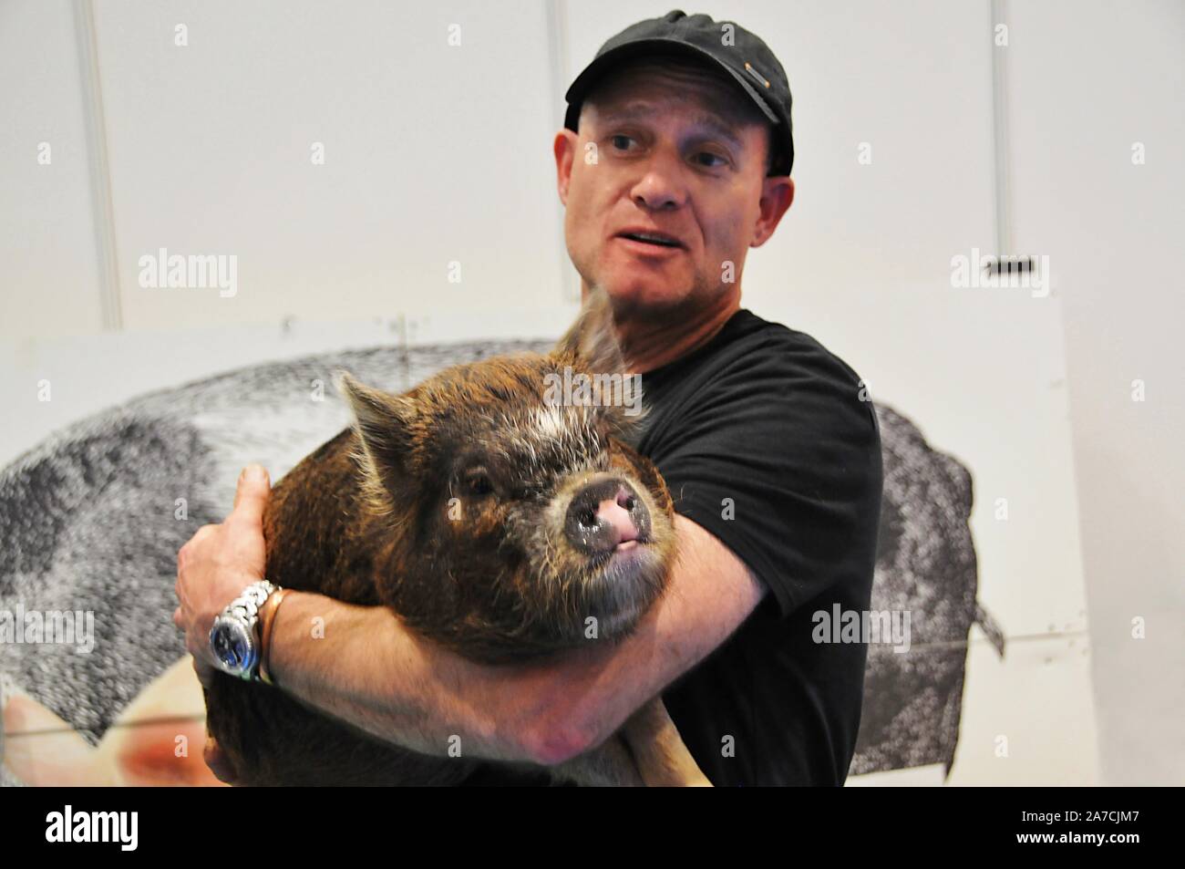 Man interacting with pig hi-res stock photography and images - Alamy