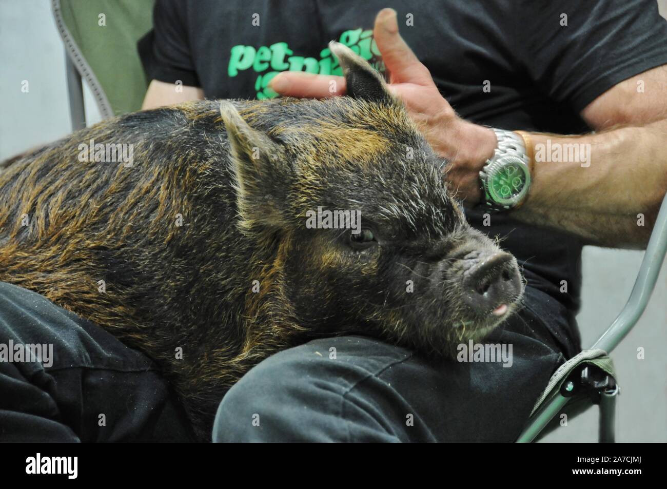 Pigs interaction with humans hi-res stock photography and images - Alamy