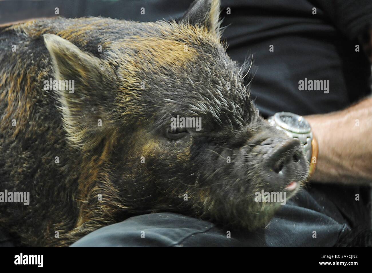 Man interacting with pig hi-res stock photography and images - Alamy