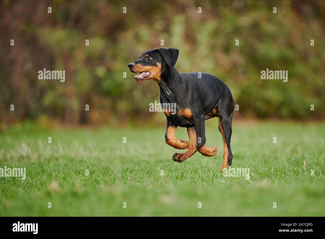 running Doberman puppy Stock Photo - Alamy
