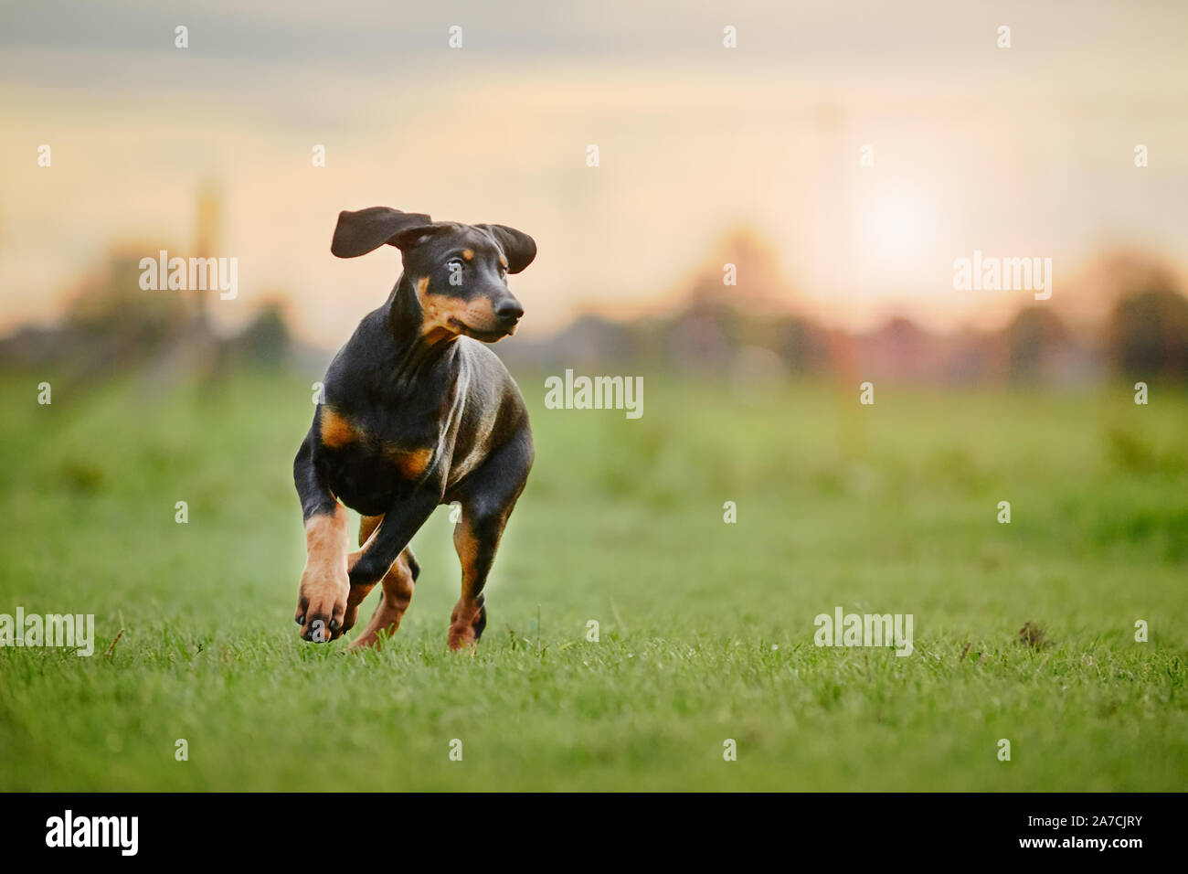 Dobermann puppy running hi-res stock photography and images - Alamy