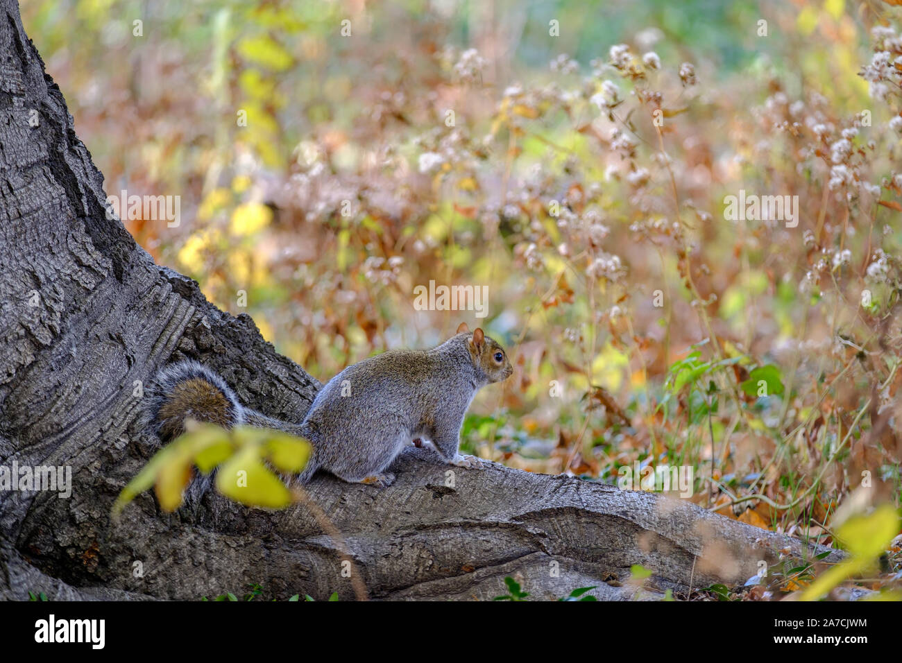 A squirrel looking out from a tree root in Central Park in the fall ...