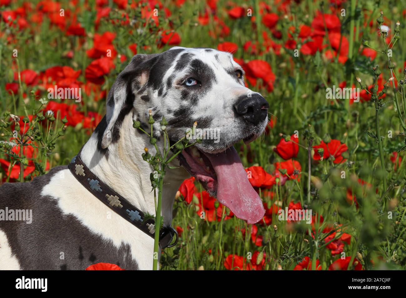Great Dane High Resolution Stock Photography and Images - Alamy