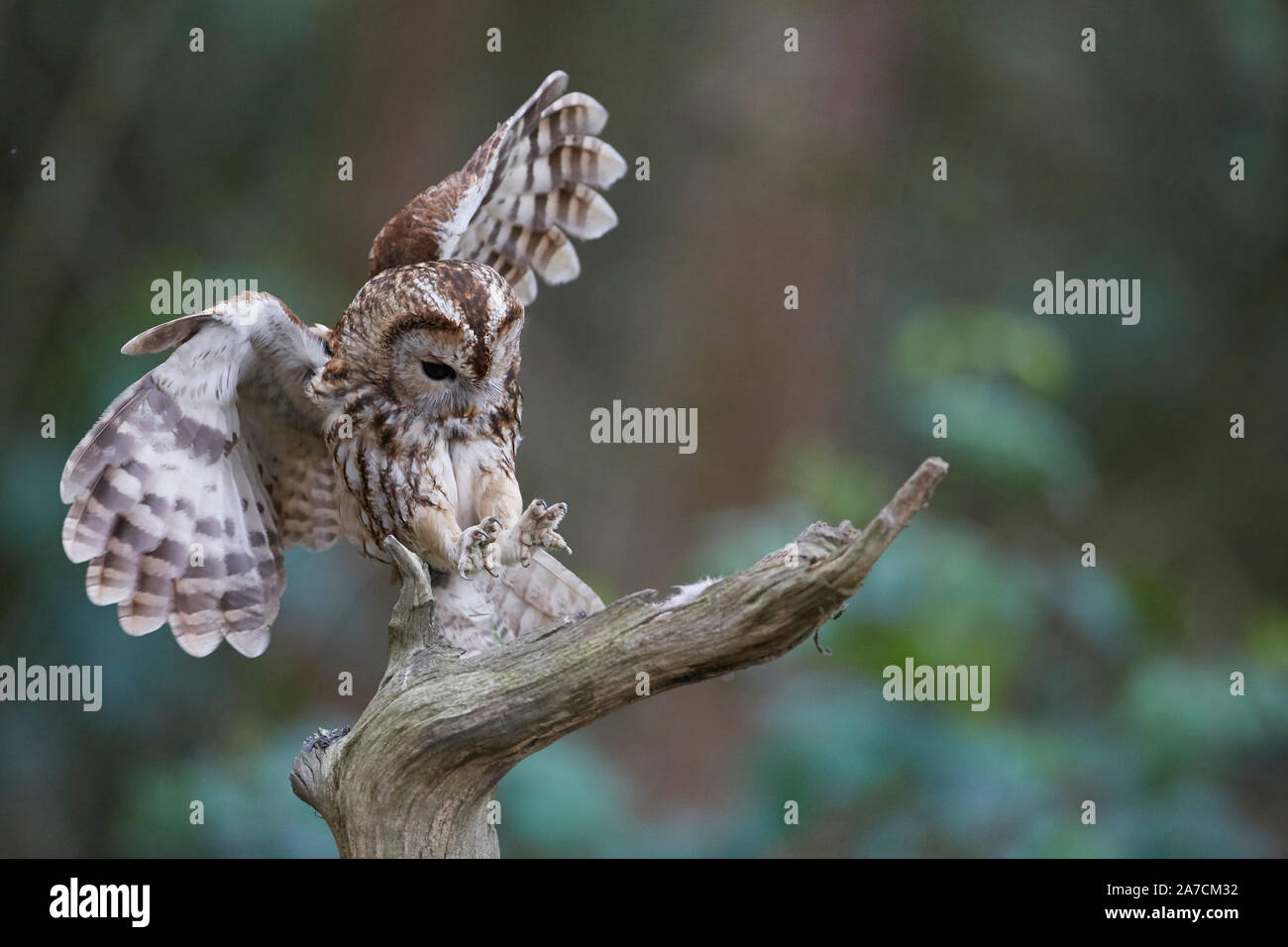 Tawny owl flying hi-res stock photography and images - Alamy