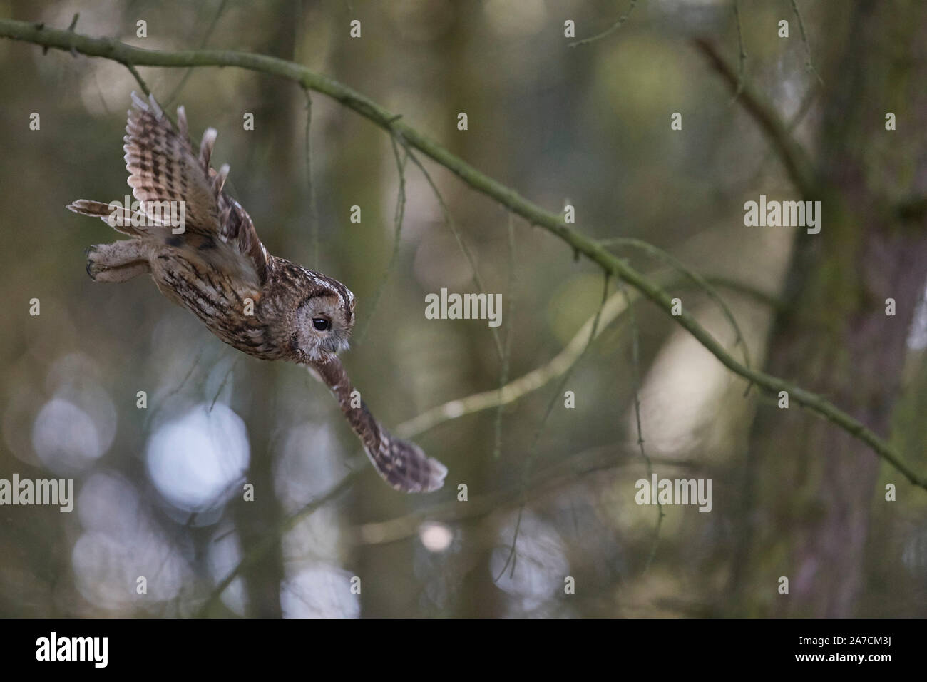 Tawny Owl, Strix aluco in flight in a wood, East Yorkshire, UK Stock ...