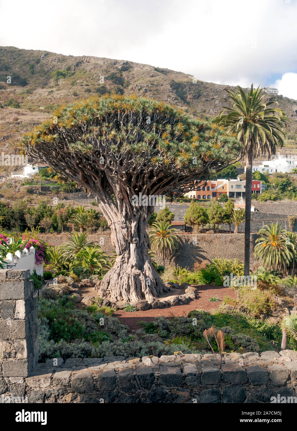 Millenary drago hi-res stock photography and images - Alamy