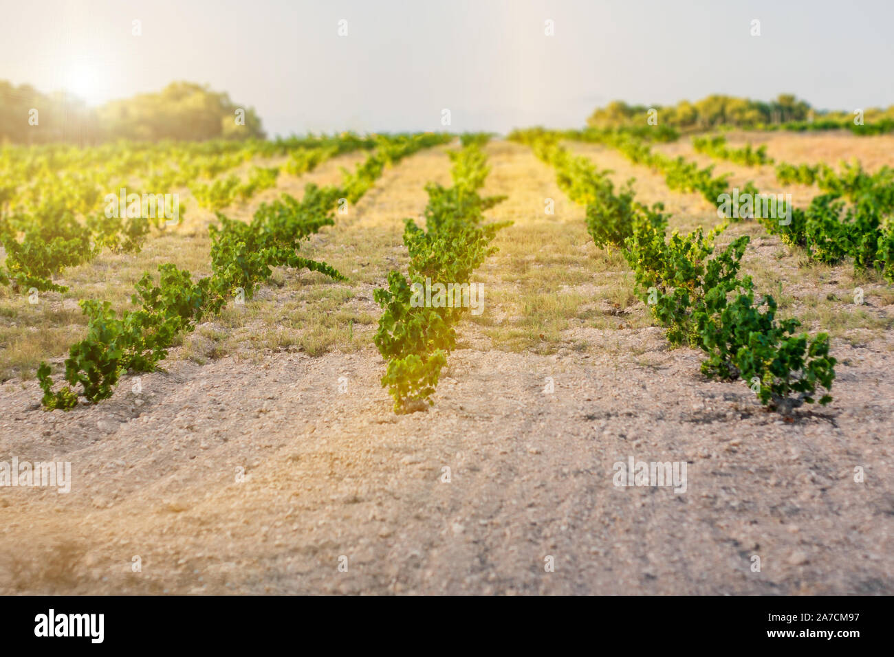 Smooth rows hi-res stock photography and images - Alamy