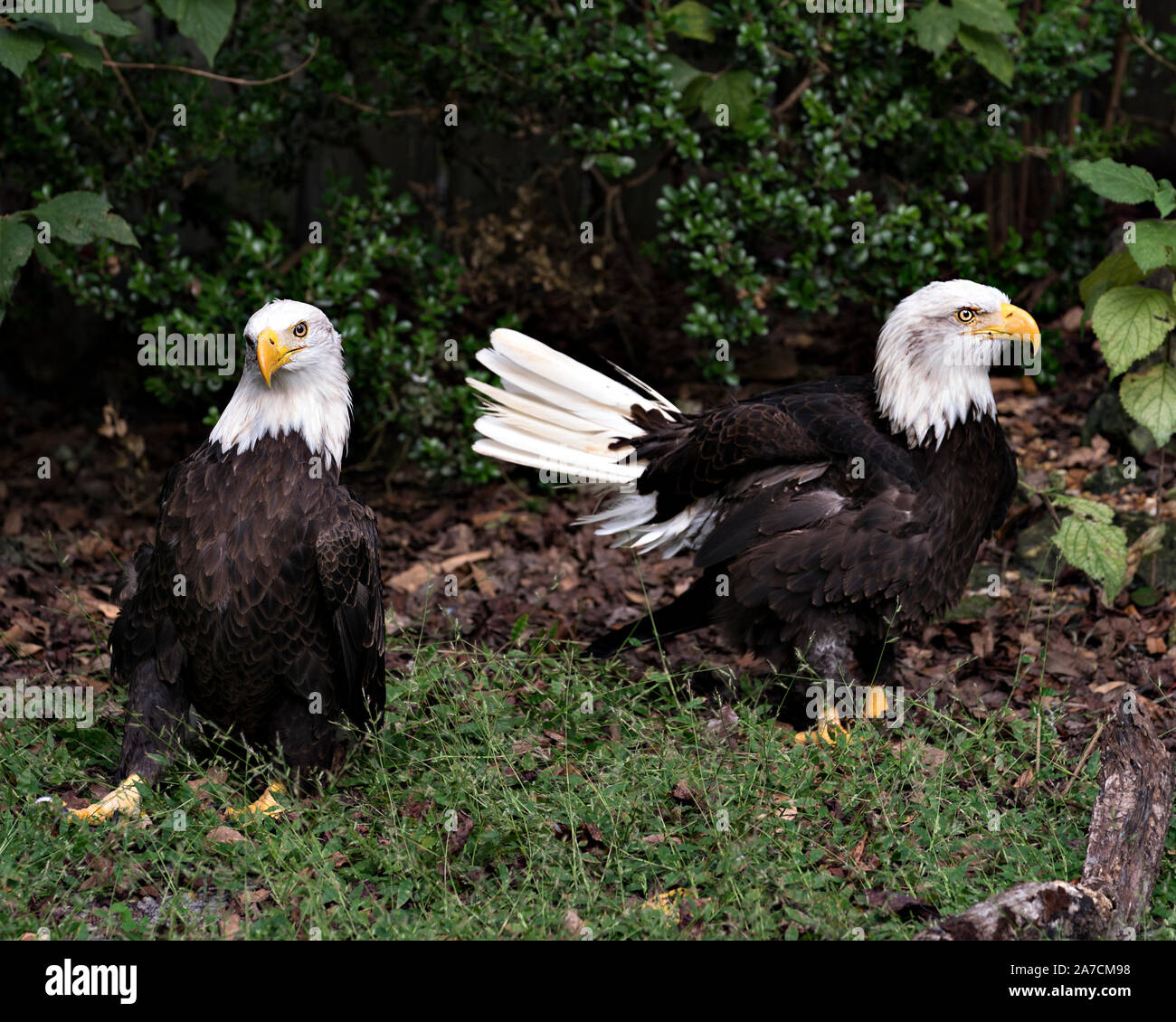 Beauty the eagle hi-res stock photography and images - Alamy