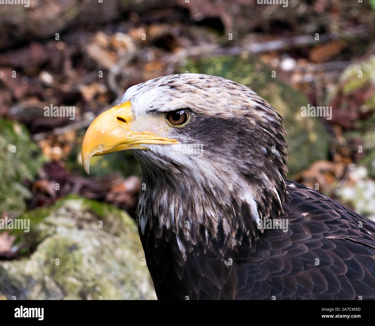 Beauty the eagle hi-res stock photography and images - Alamy