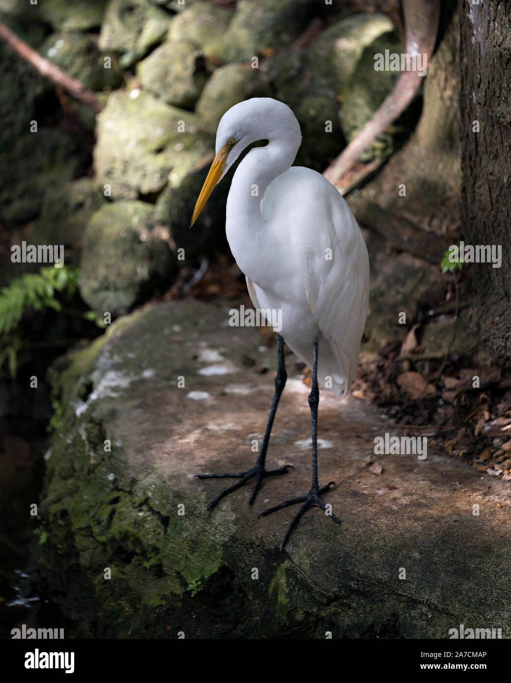 Great white egret standing on a rock displaying its white body, black ...