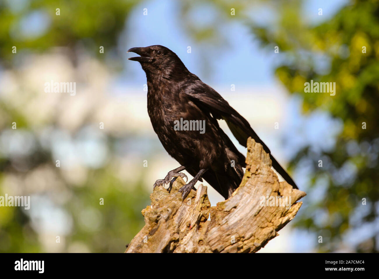 Raven on a dead tree Stock Photo - Alamy