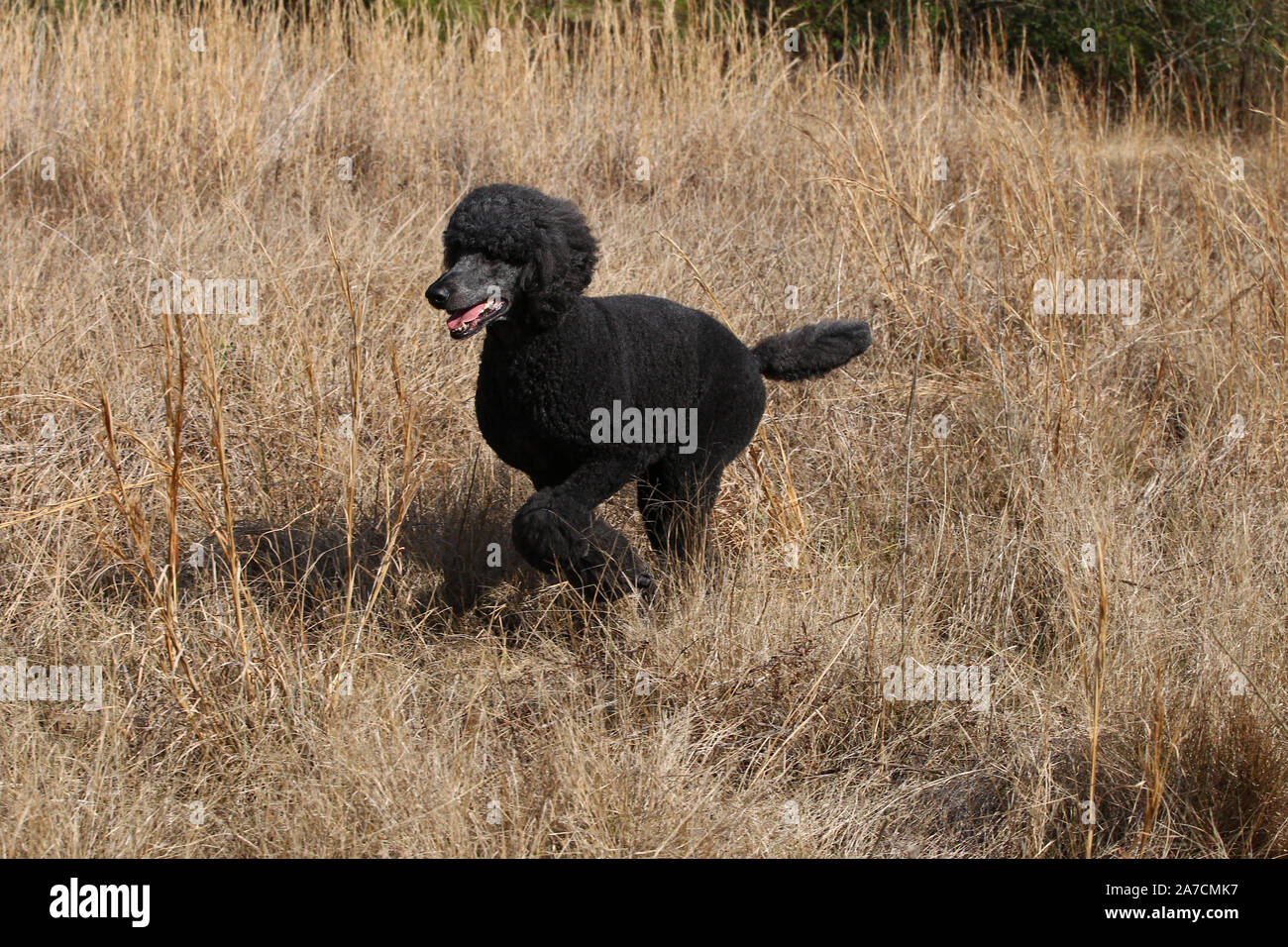 Clipped poodle hi-res stock photography and images - Alamy