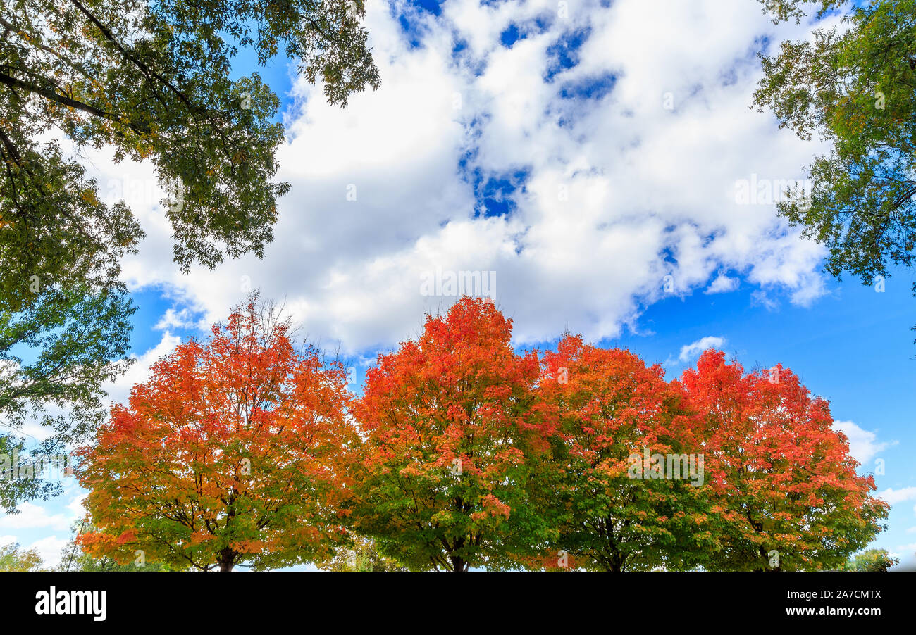 Autumn Colors against Blue Sky and Clouds Stock Photo - Alamy