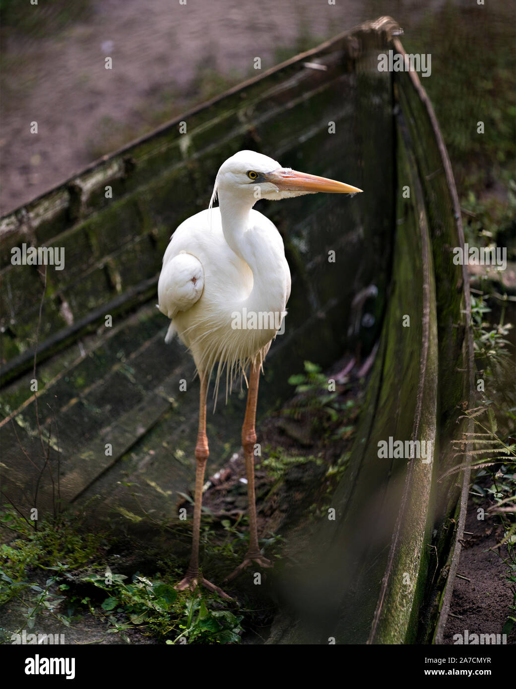 White Heron bird standing in an old boat and displaying its white body ...