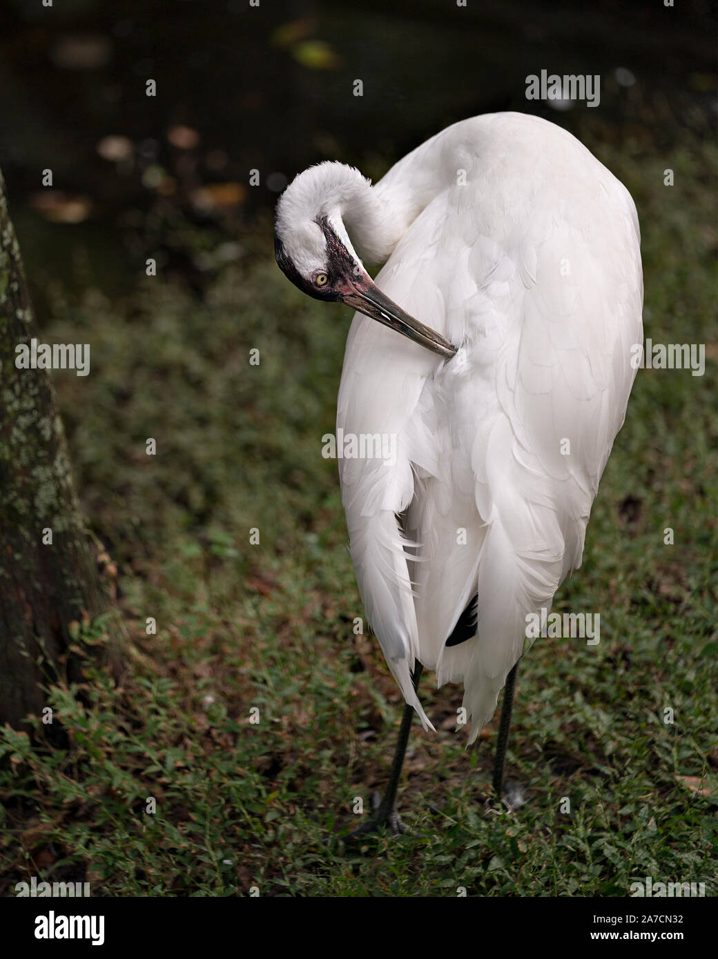 Crane Feet High Resolution Stock Photography and Images - Alamy