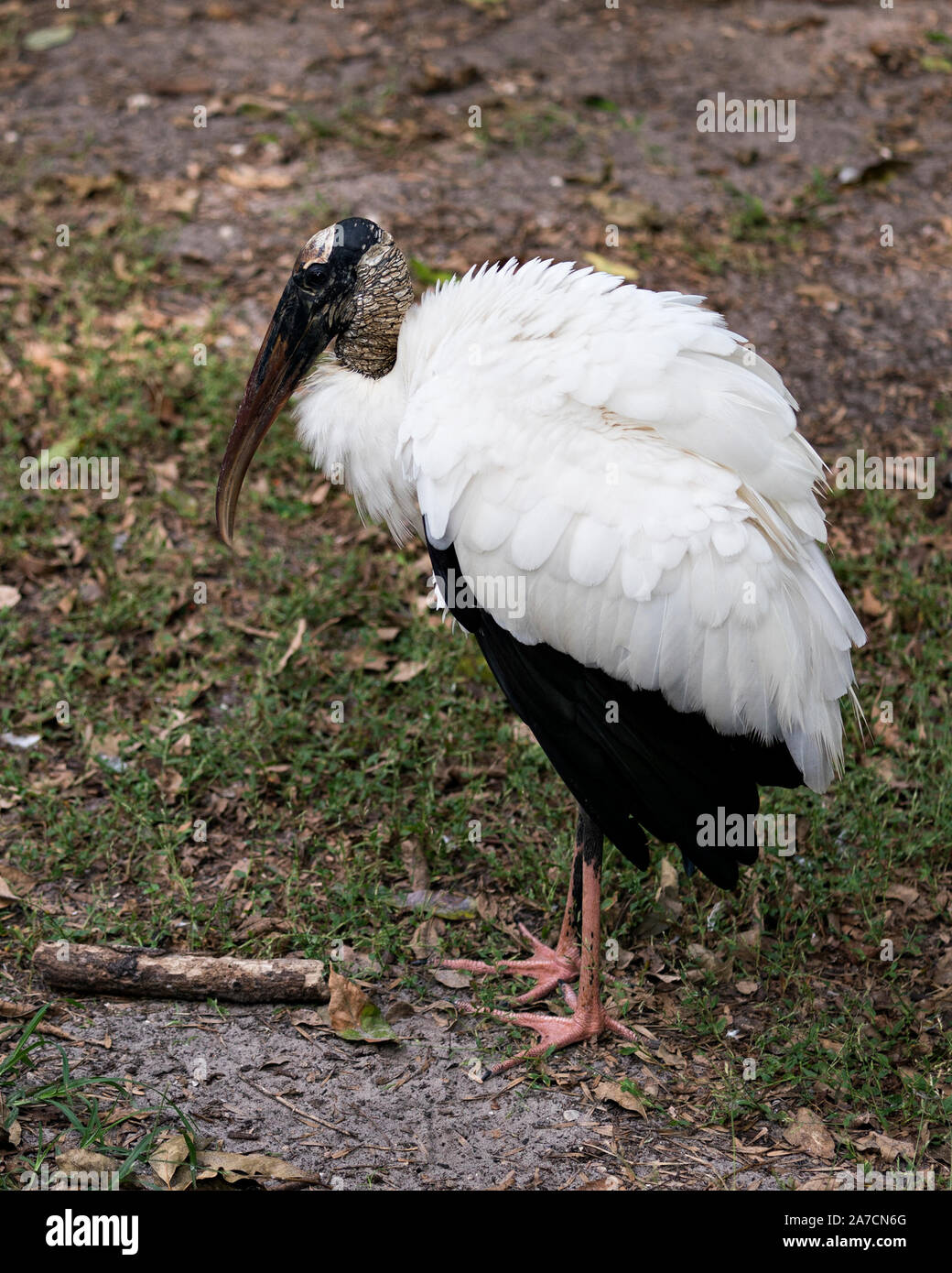 Wood Stork bird close up displaying its body, head, beak,eye, plumage ...